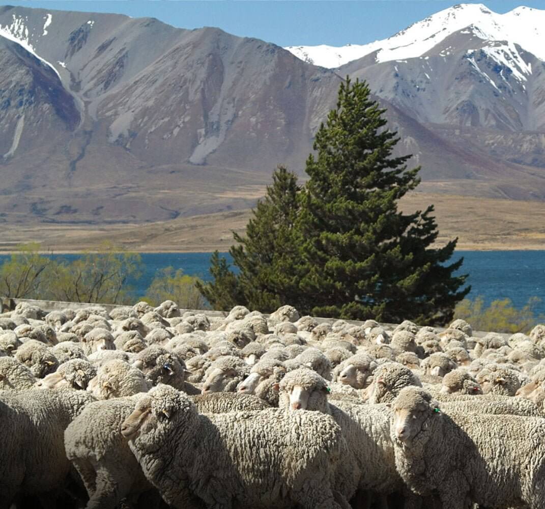 Patagonia's Responsible Wool Standard